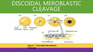 Early-Development-in-Birds.pptx