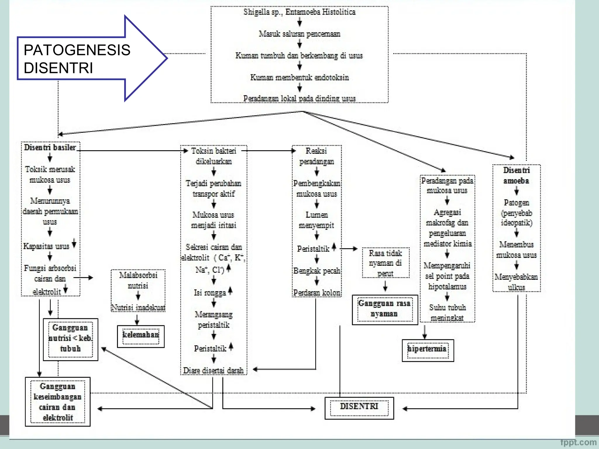 All about disentri, pengobatan, dan pencegahan | PPT
