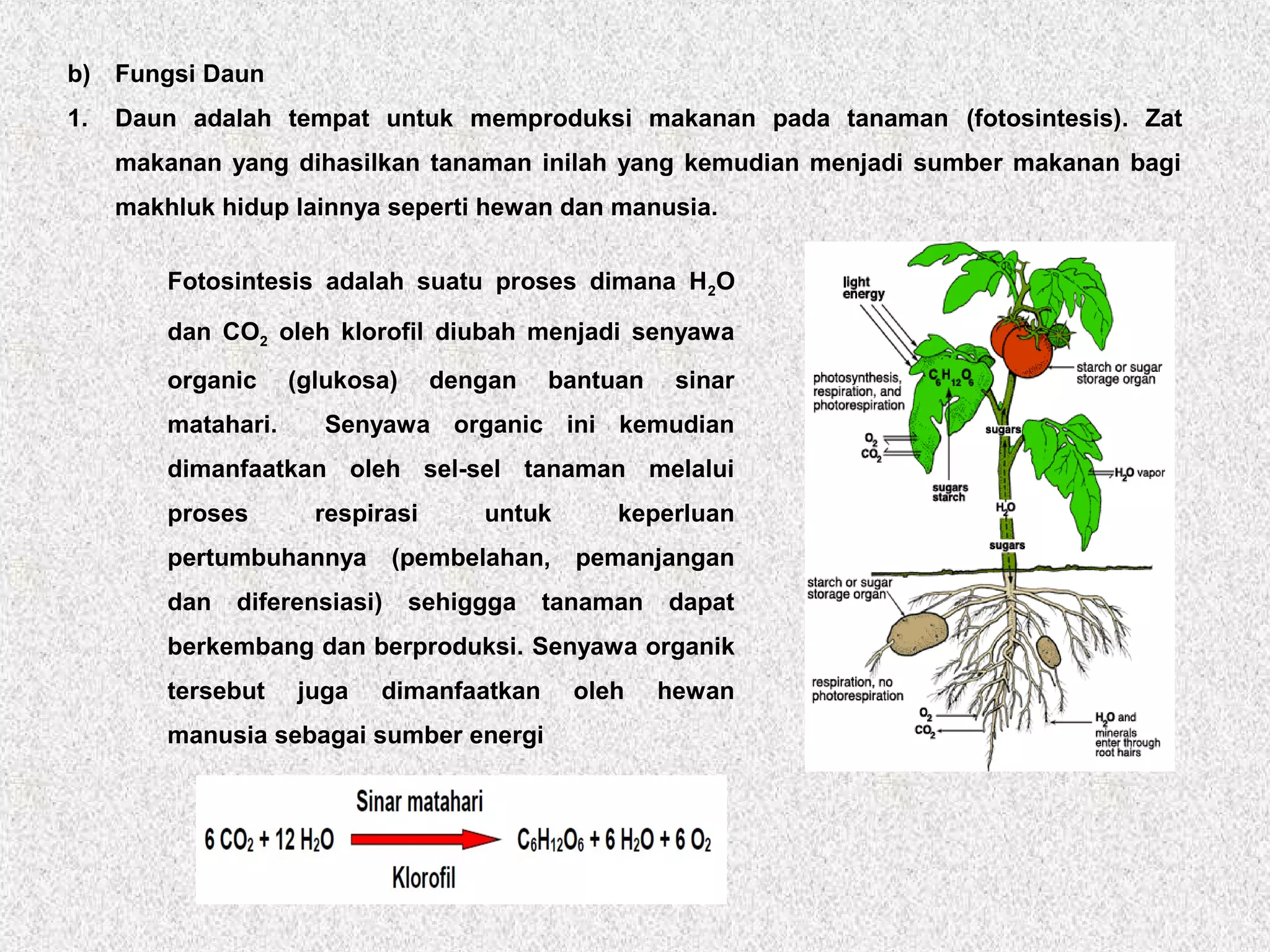 365005414 3-struktur-dan-fungsi-daun-ppt | PPT
