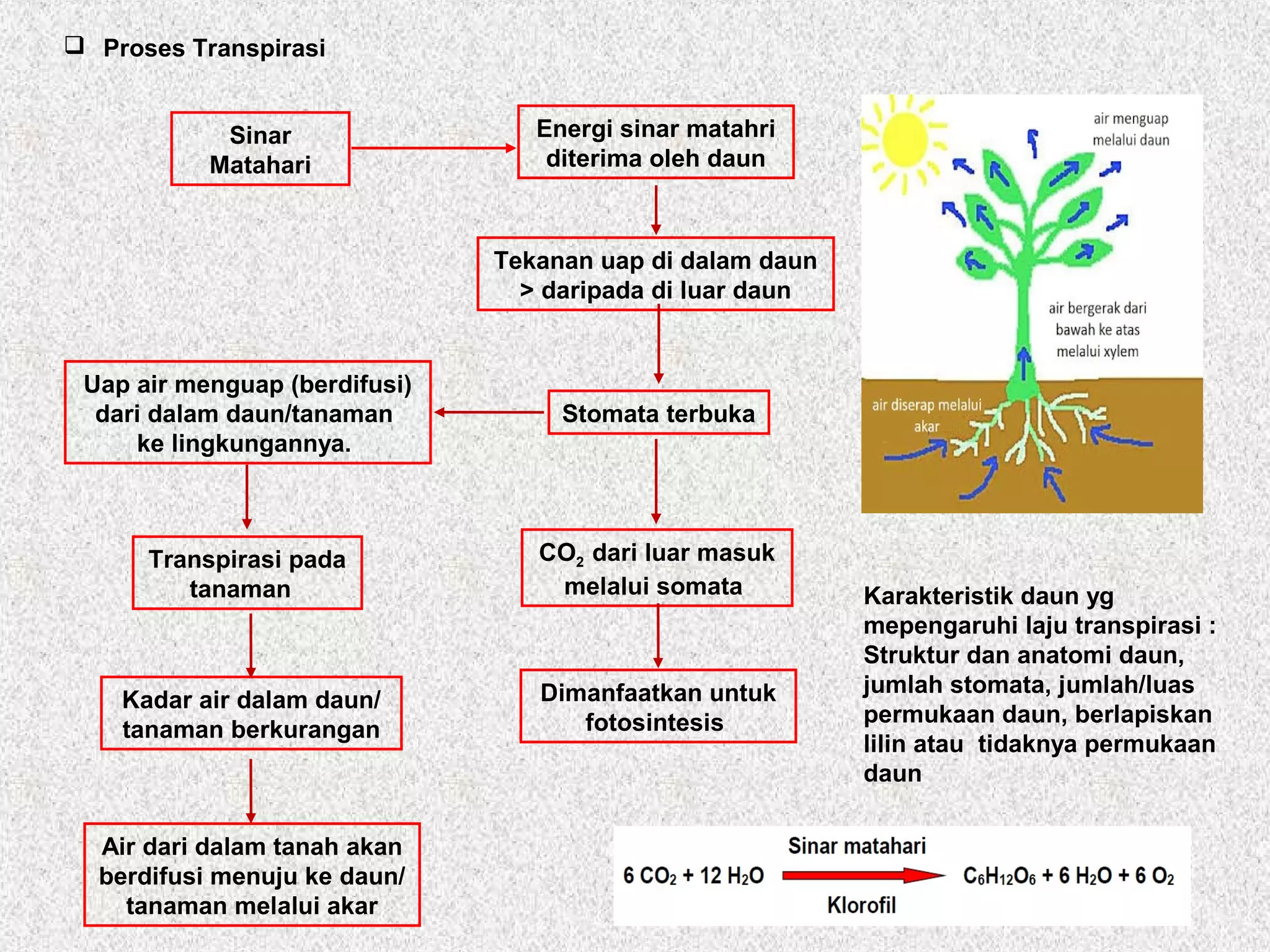 365005414 3-struktur-dan-fungsi-daun-ppt | PPT