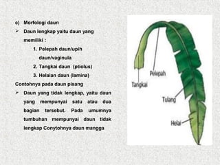 365005414 3-struktur-dan-fungsi-daun-ppt | PPT