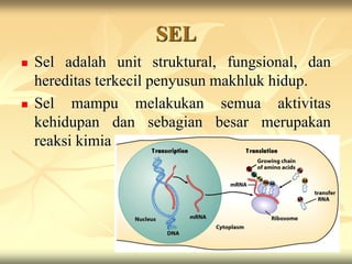 365124810 1-pengantar-biokimia | PPT
