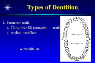 366538100-dental-anatomy-1- for dental ppt.ppt