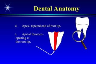 366538100-dental-anatomy-1- for dental ppt.ppt