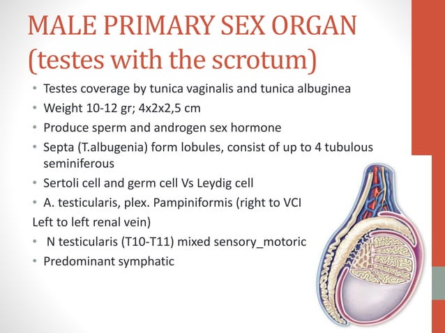 366789462-Anatomy-of-Male-Reproductive-Organs.pptx