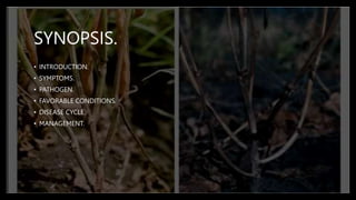 Dryrootrot in greengram.pptx