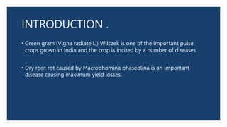 Dryrootrot in greengram.pptx