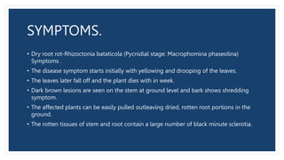 Dryrootrot in greengram.pptx