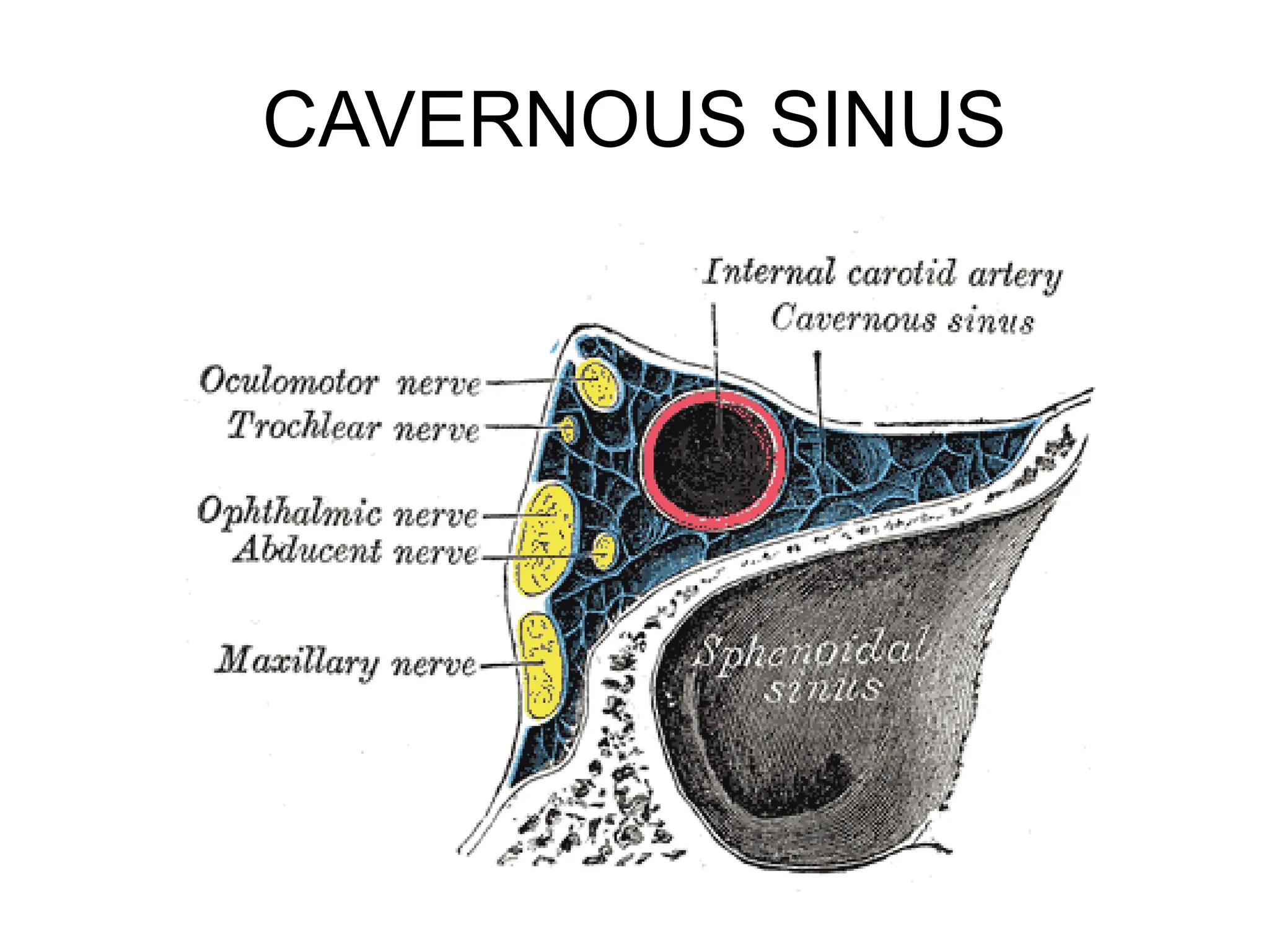 367014512-3-4-6-CRANIAL-NERVES-ppt.ppt