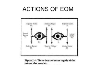 367014512-3-4-6-CRANIAL-NERVES-ppt.ppt
