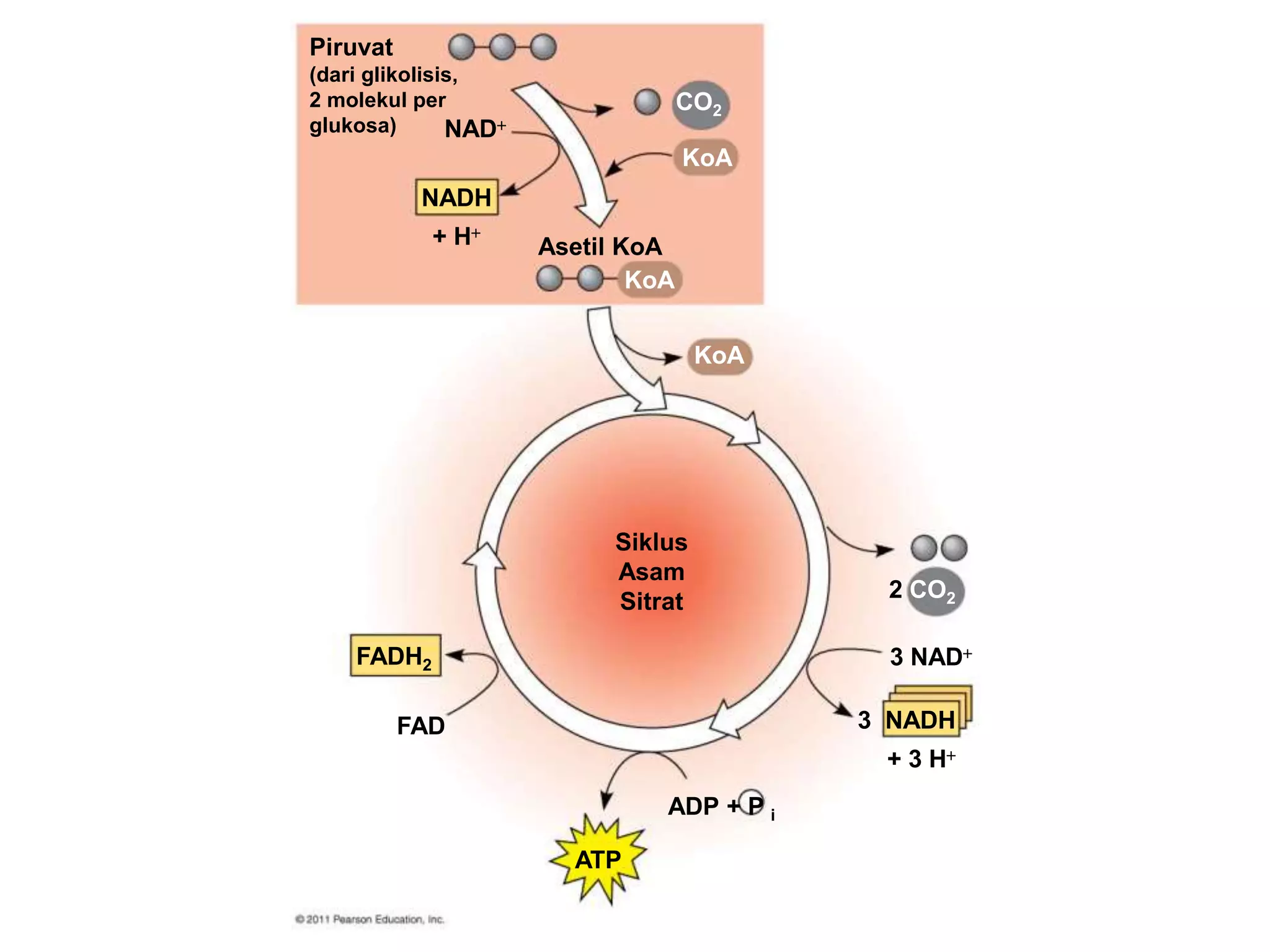 Respirasi Seluler | PPTX