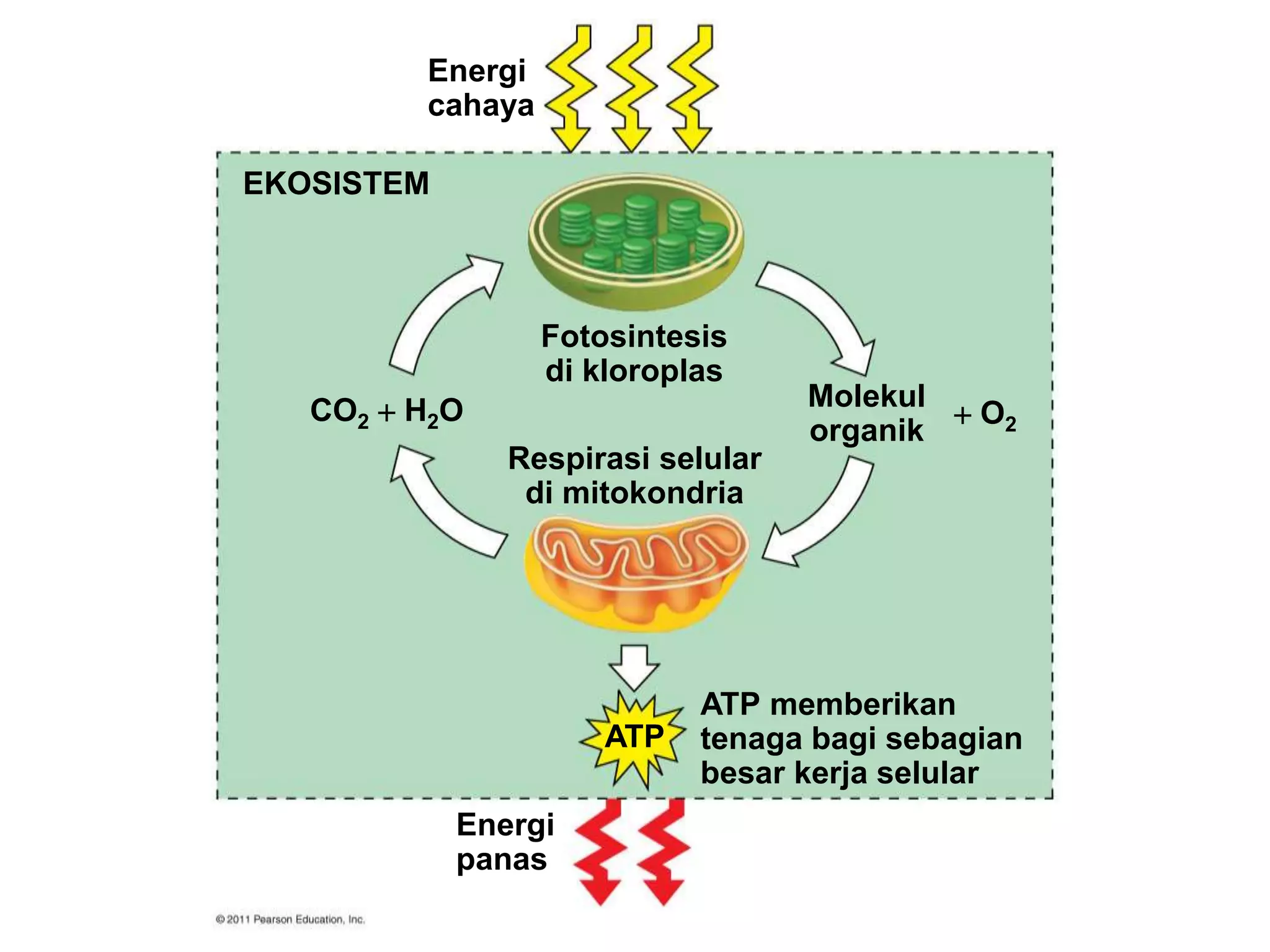 Respirasi Seluler | PPTX