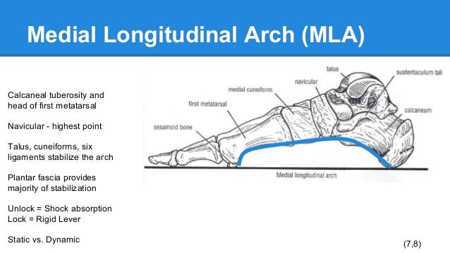 Medial Longitudinal Arch