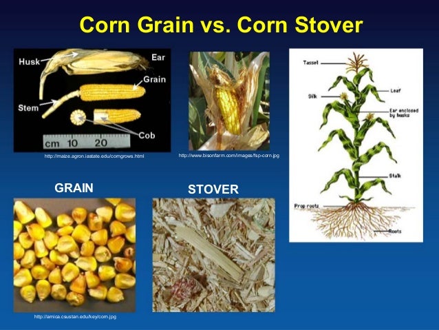 Biotechnological Routes to Biomass Conversion