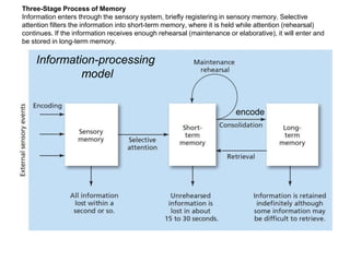 Cognitive Psychology Memory - Short Term | PPT