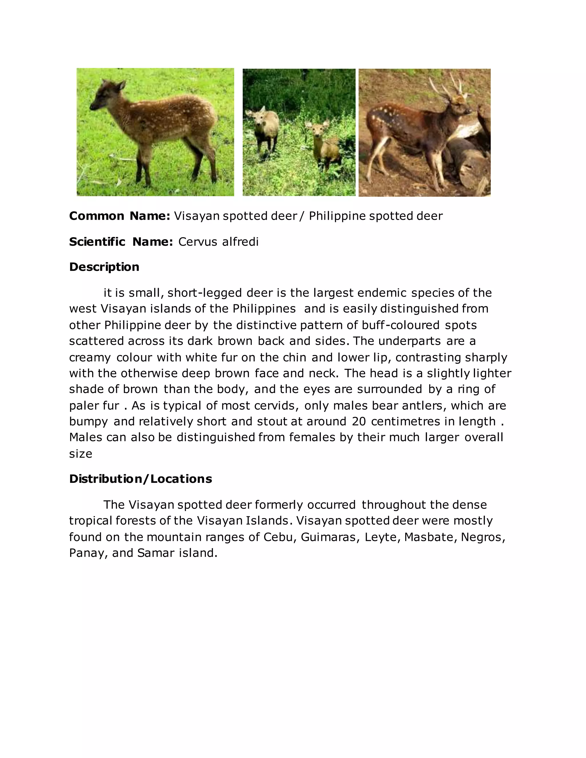 PHILIPPINE FAUNA | DOCX
