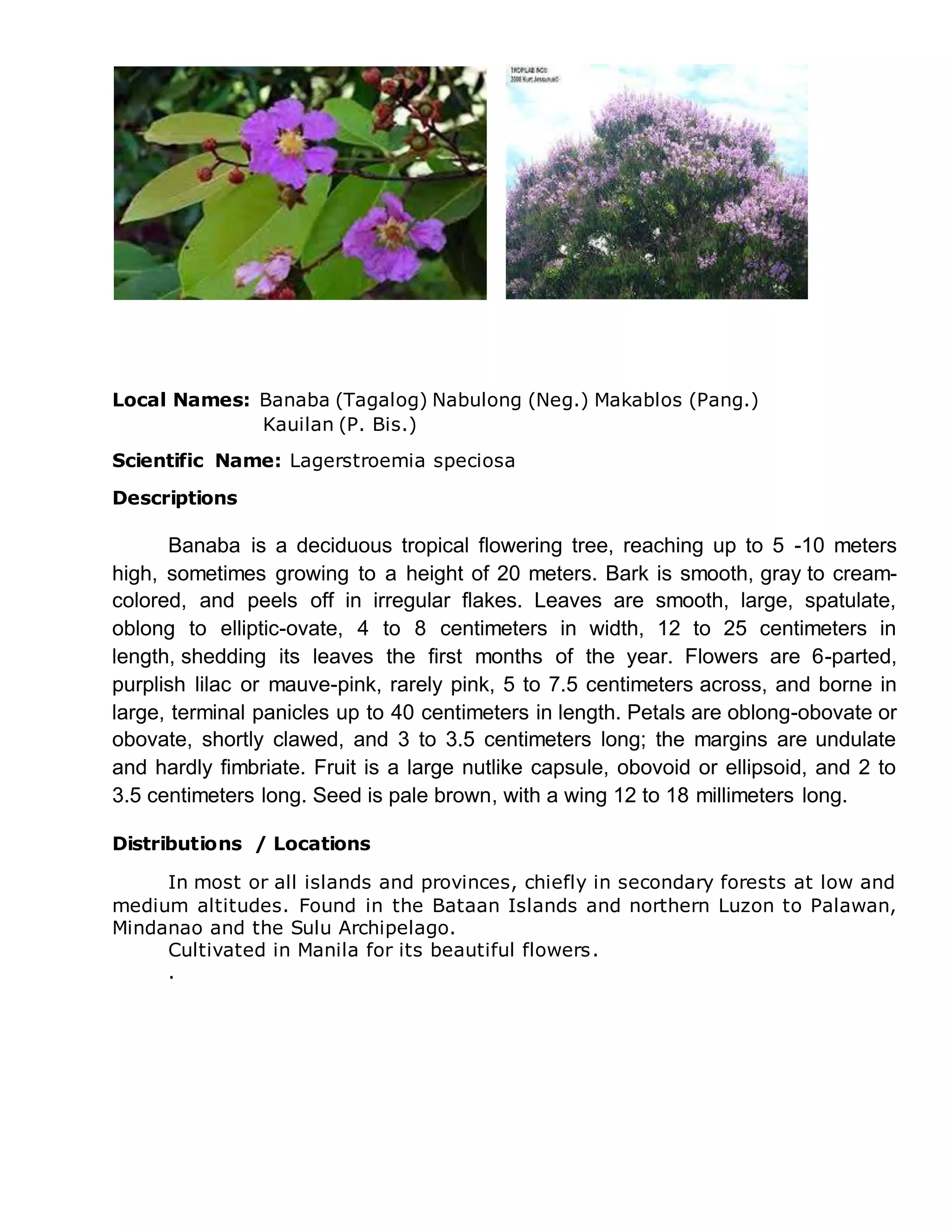PHILIPPINE FLORA | DOCX