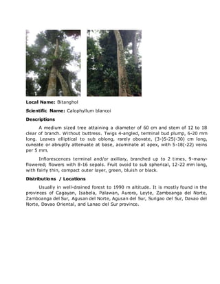 PHILIPPINE FLORA | DOCX | Woodworking | Arts and Crafts