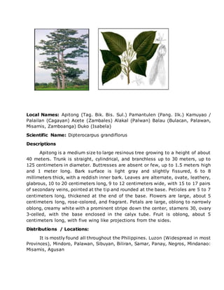 PHILIPPINE FLORA | DOCX | Woodworking | Arts and Crafts