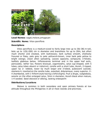 PHILIPPINE FLORA | DOCX