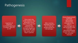 369683513-Typhoid-Feverbh the besth.pptx