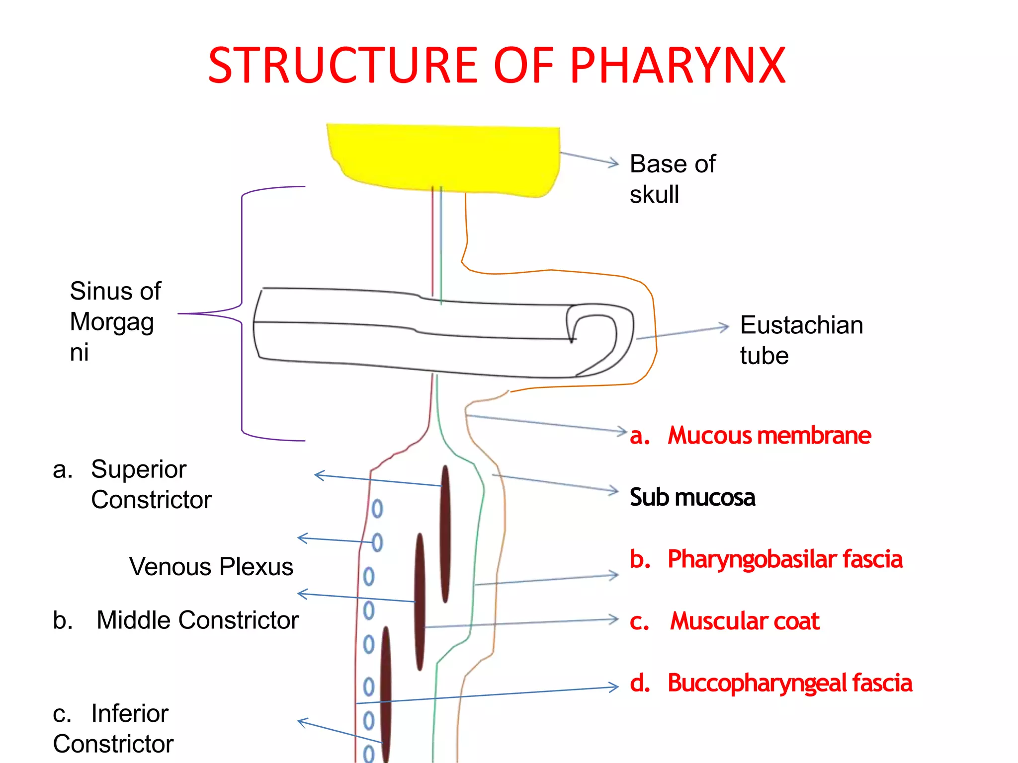 Anatomy of Pharynx | PPTX