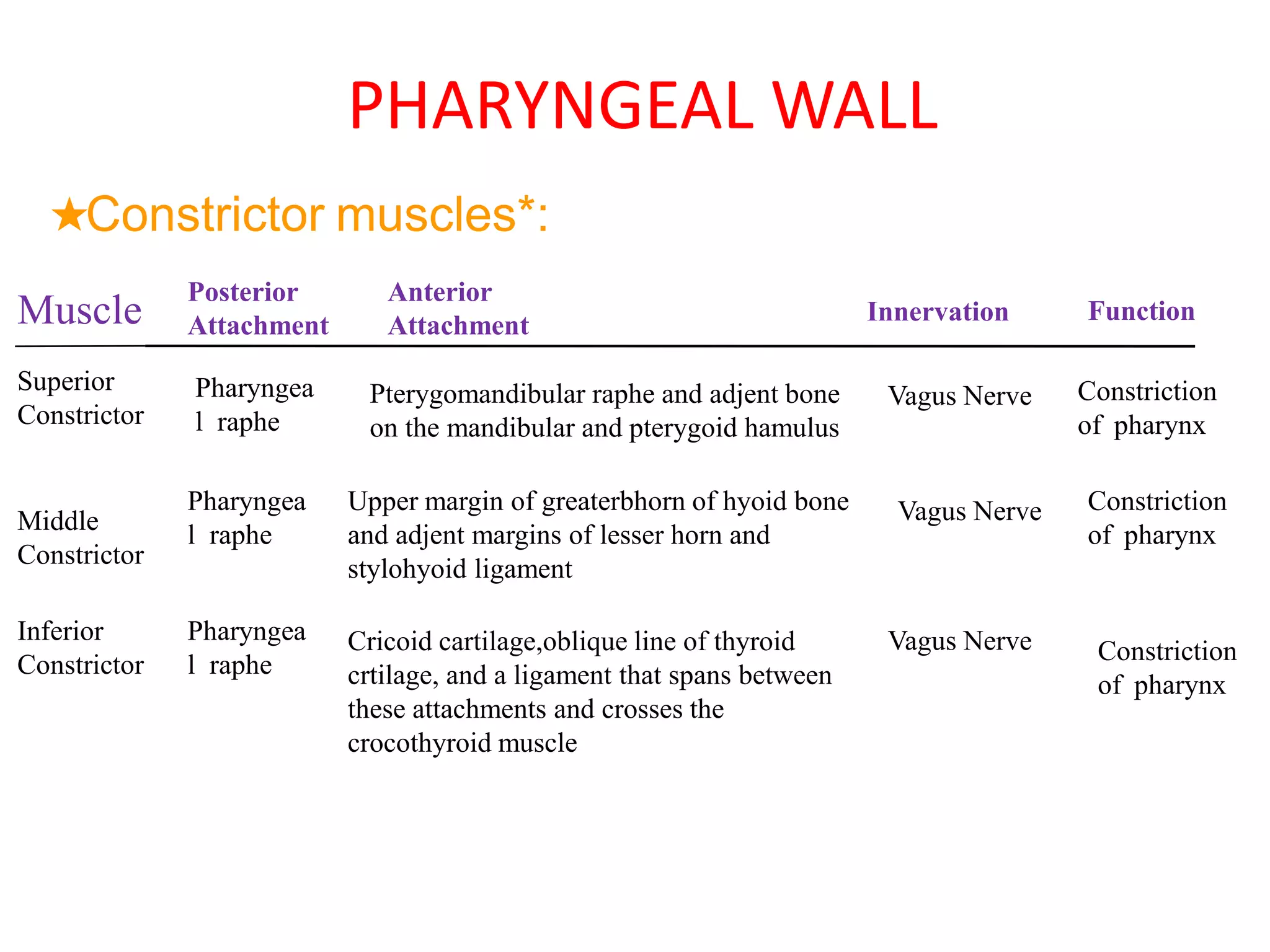 Anatomy of Pharynx | PPTX