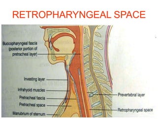 Anatomy of Pharynx | PPTX