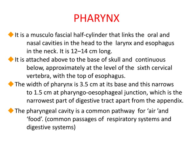 Anatomy of Pharynx | PPTX | Ear, Nose and Throat Conditions | Diseases ...