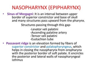 Anatomy of Pharynx | PPTX