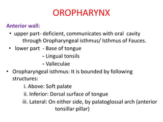 Anatomy of Pharynx | PPTX