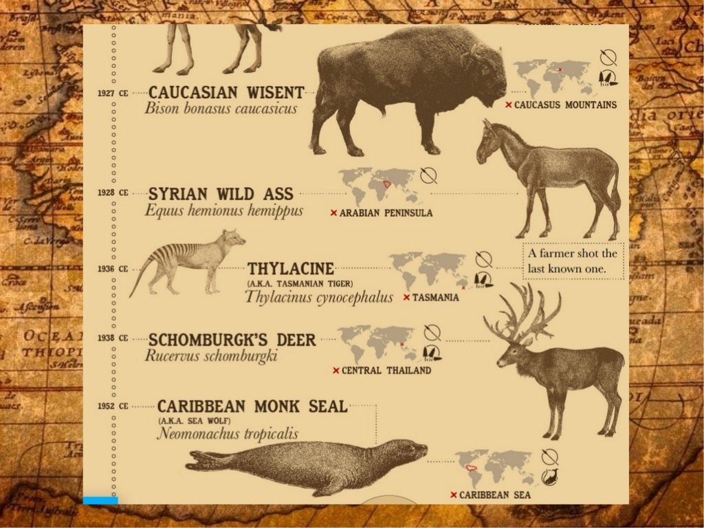36 Extinct Animals Lost to History Due to Human Activity