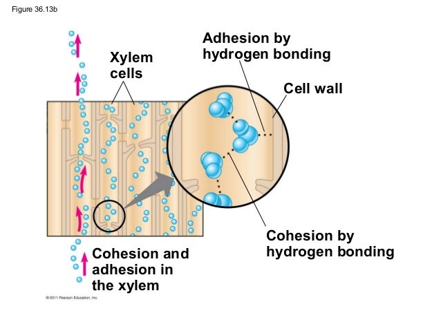 36 lecture presentation