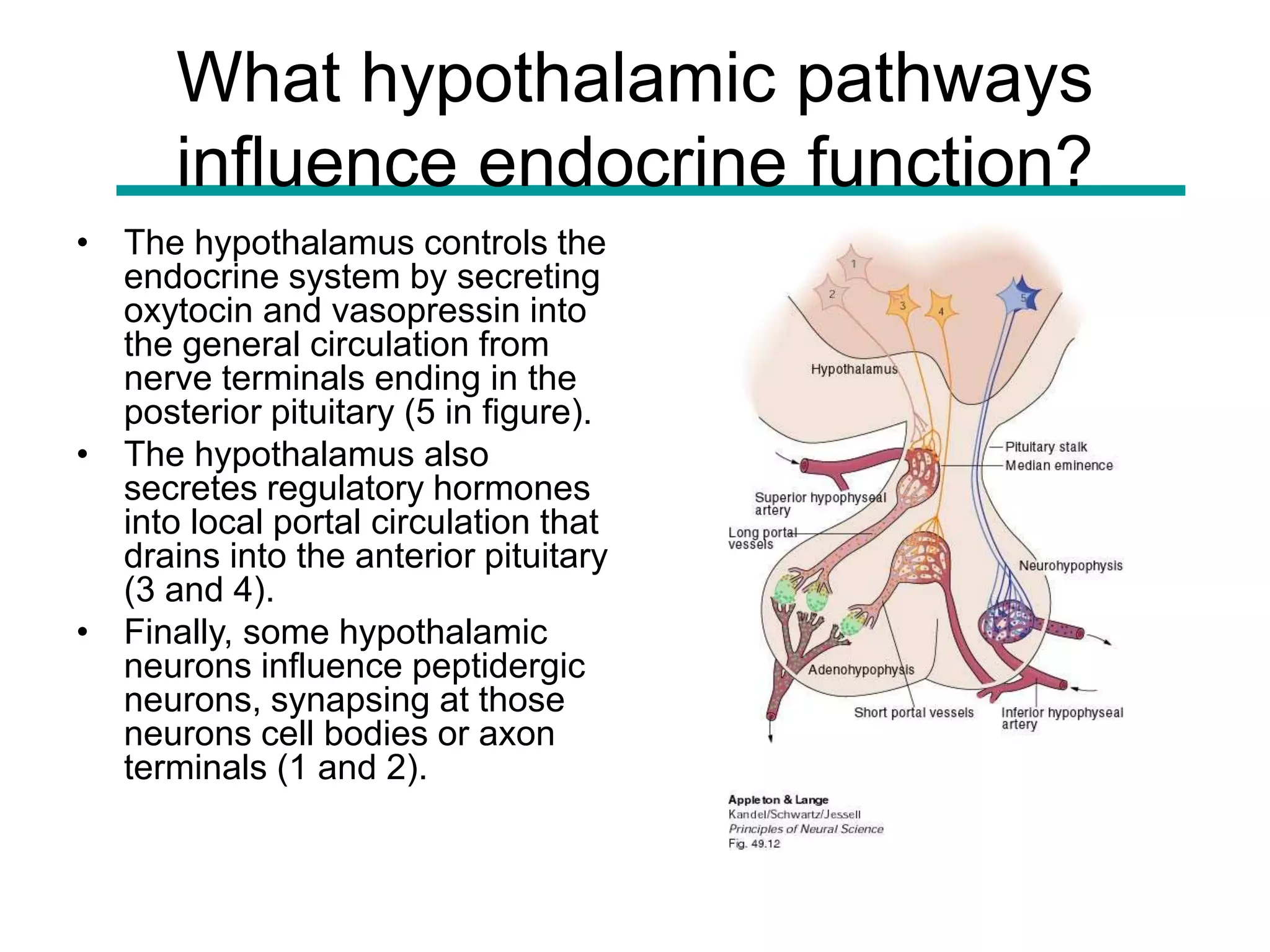 hypothalamus and limbic system | PPT