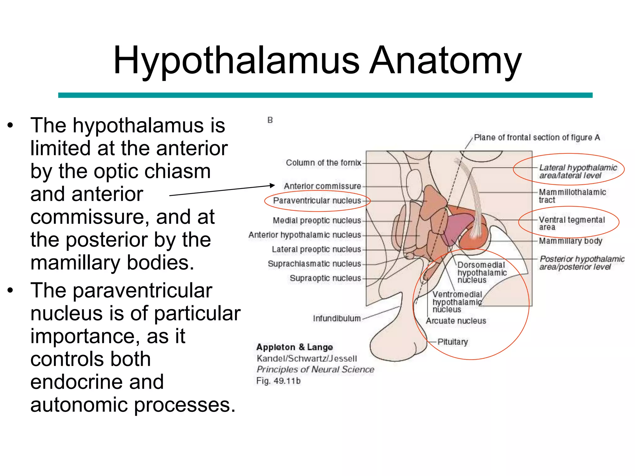 hypothalamus and limbic system | PPT