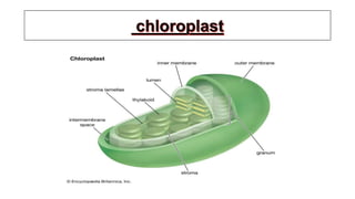 STRUCTURE OF CHLOROPHYLL | PPTX