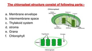STRUCTURE OF CHLOROPHYLL | PPTX