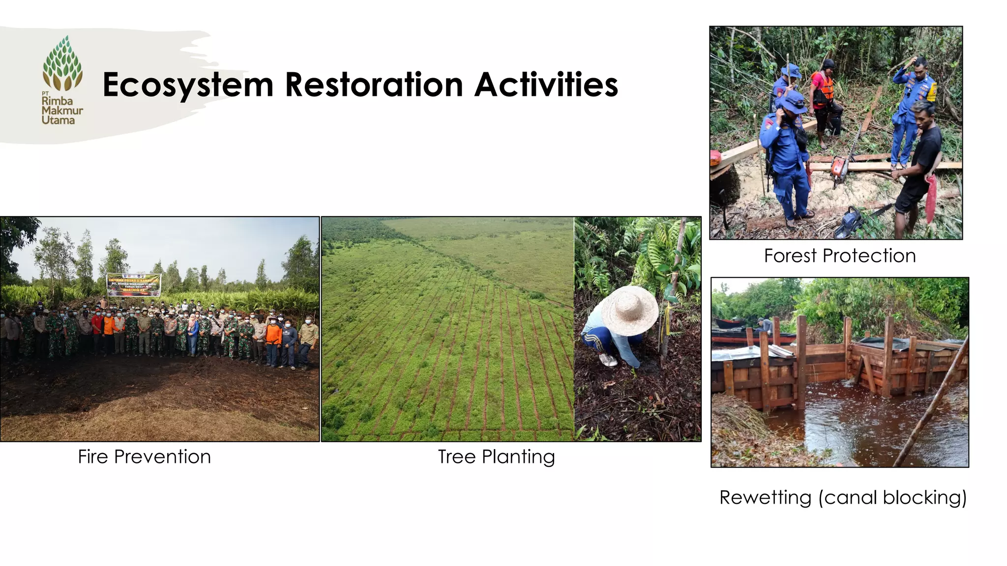 Katingan Mentaya Project by Rimba Makmur Utama | PPT