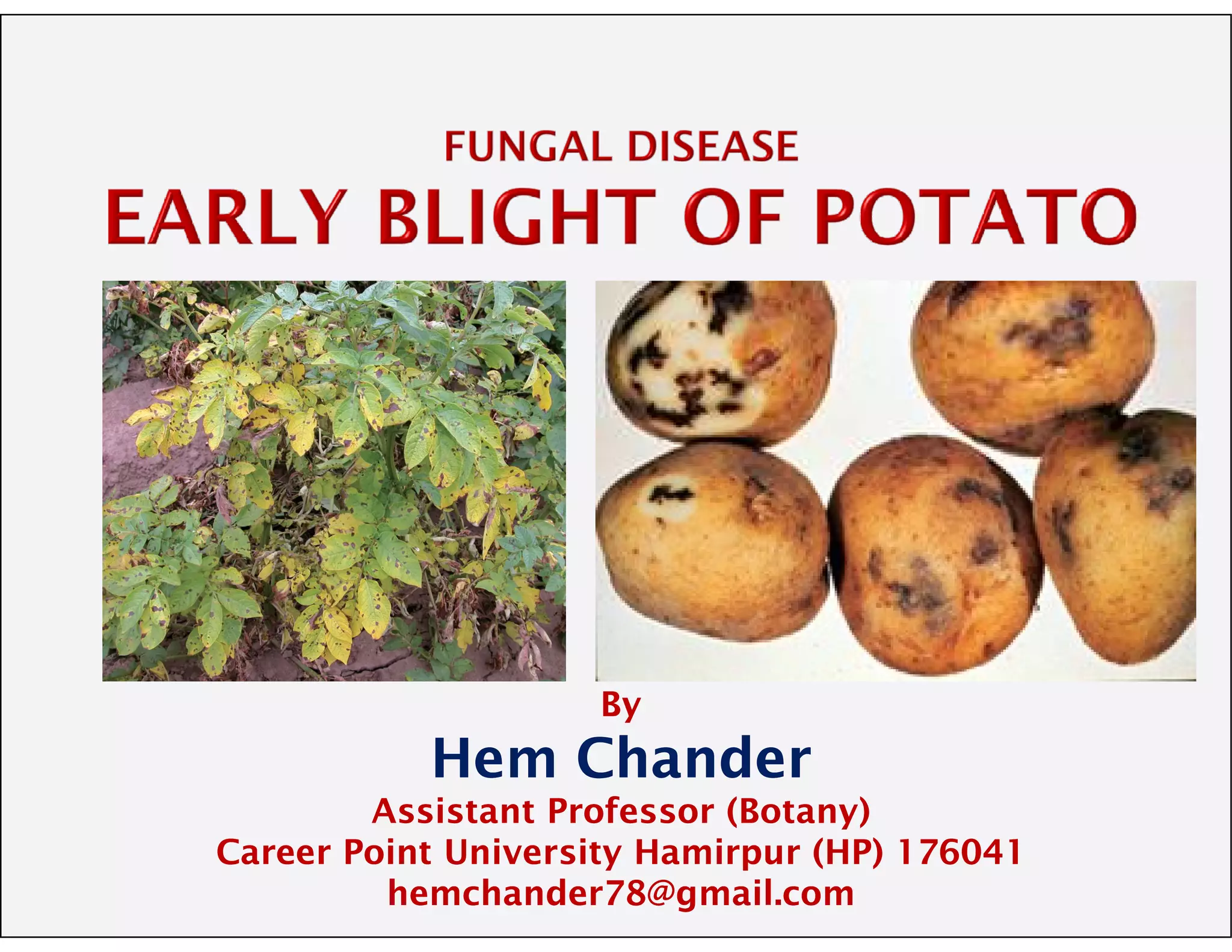 37. Early Blight of Potato.pdf