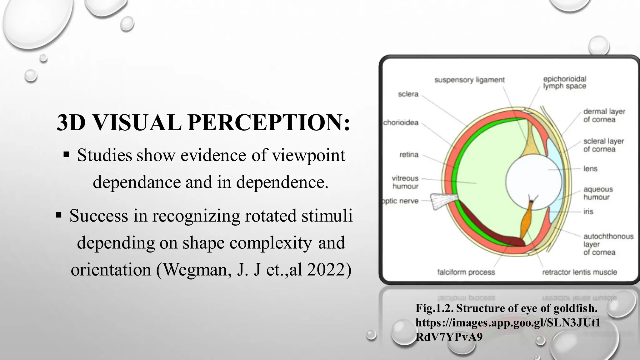 Goldfish Introduction , Morphology & its behaviour characteristics | PDF