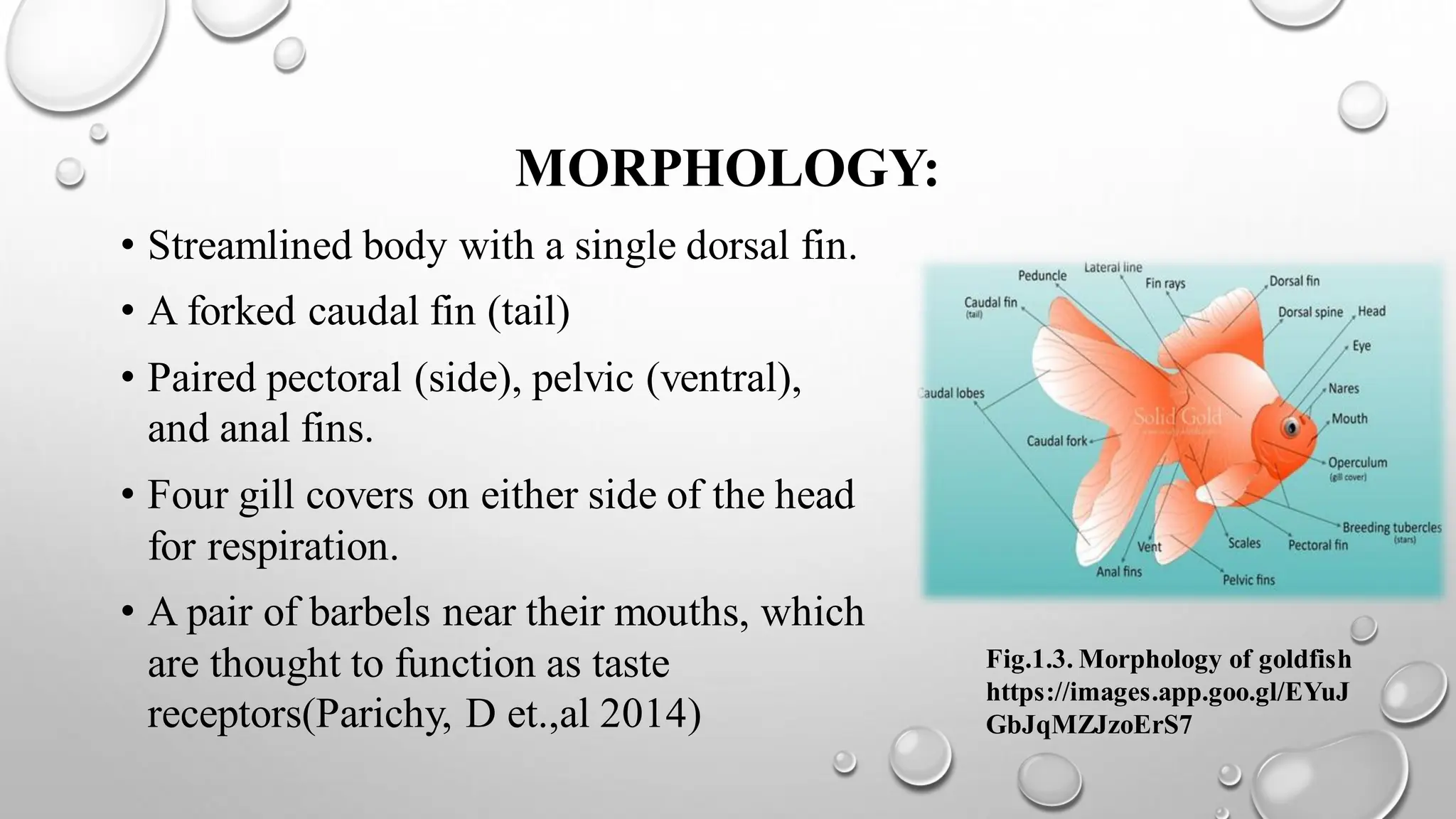 Goldfish Introduction , Morphology & its behaviour characteristics | PDF