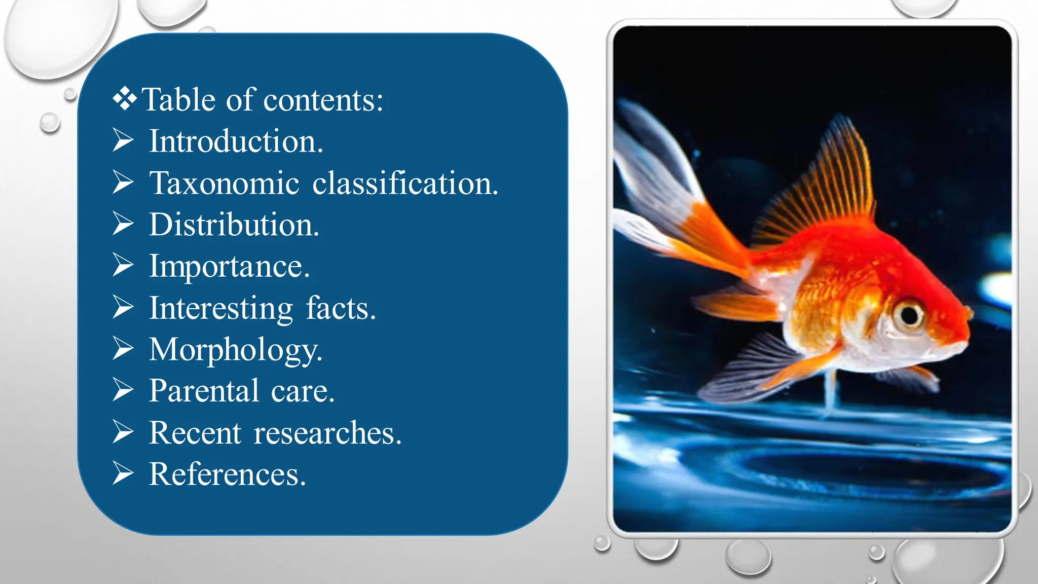 Goldfish Introduction , Morphology & its behaviour characteristics | PDF
