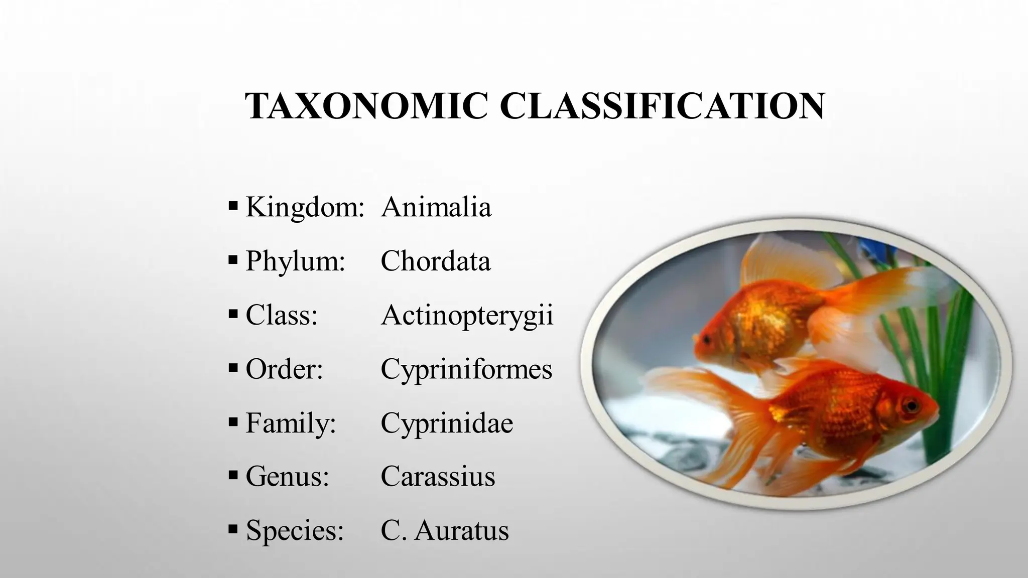 Goldfish Introduction , Morphology & its behaviour characteristics | PDF