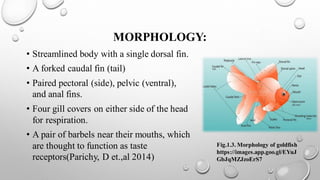 Goldfish Introduction , Morphology & its behaviour characteristics | PDF