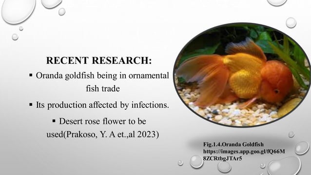 Goldfish Introduction , Morphology & its behaviour characteristics ...