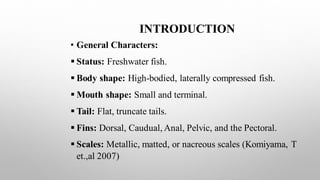 Goldfish Introduction , Morphology & its behaviour characteristics | PDF
