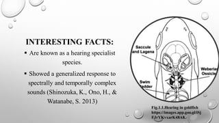Goldfish Introduction , Morphology & its behaviour characteristics | PDF