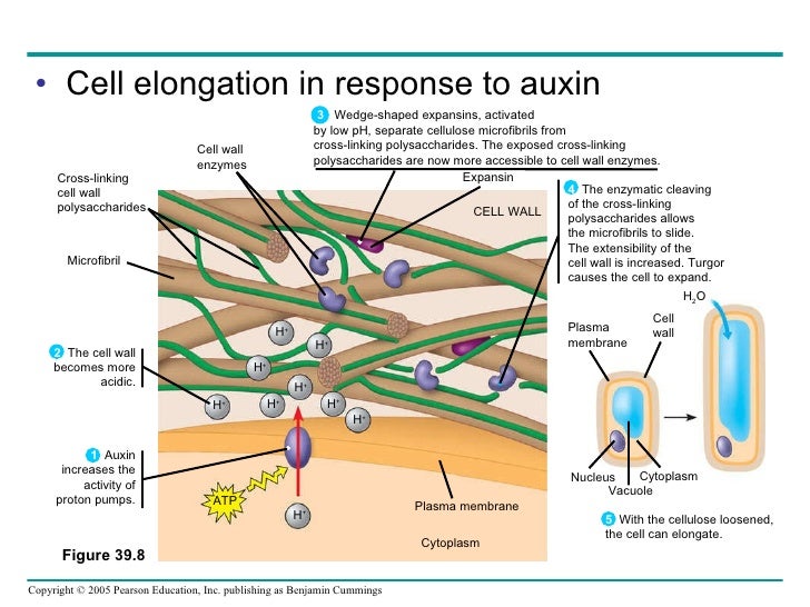 37 plantnutrition text
