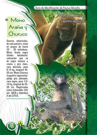 Guia-identificacion-fauna-silvestre-colombian | PDF