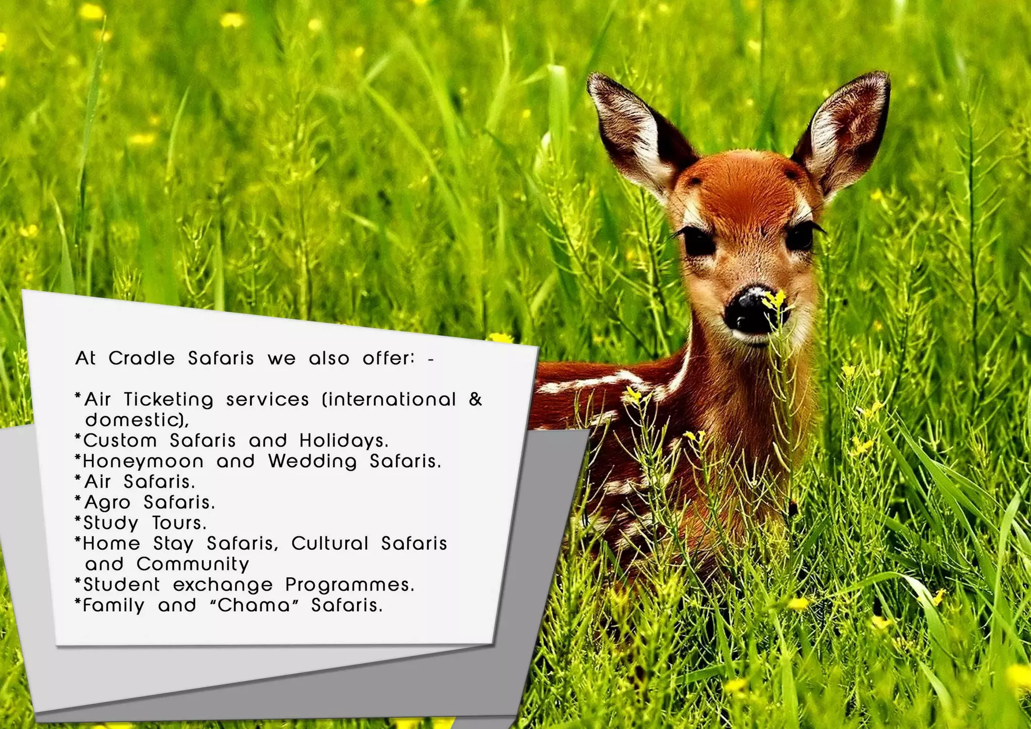 Cradle Safaris Company Profile | PDF